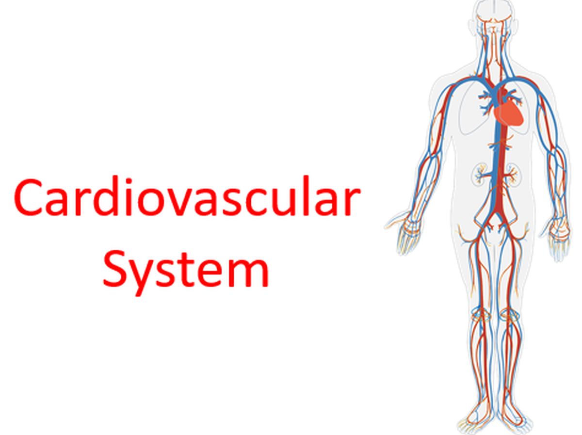 Cardiovascular System All About Heart And Blood Vessels Cardiovascular System All About Heart And Blood Vessels