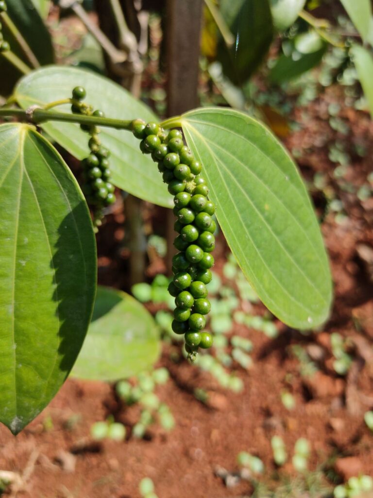 Pepper Piper Nigrum Johnson s Horticulture Pepper Piper Nigrum Johnson s Horticulture