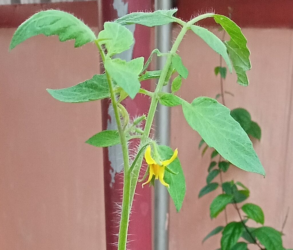 Tomato flower (Solanum lycopersicum) - Johnson's Horticulture