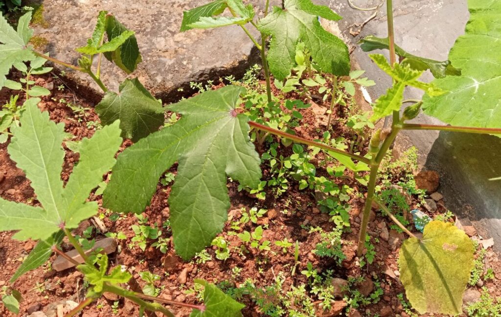Second set of okra plants flowering - Johnson's Horticulture