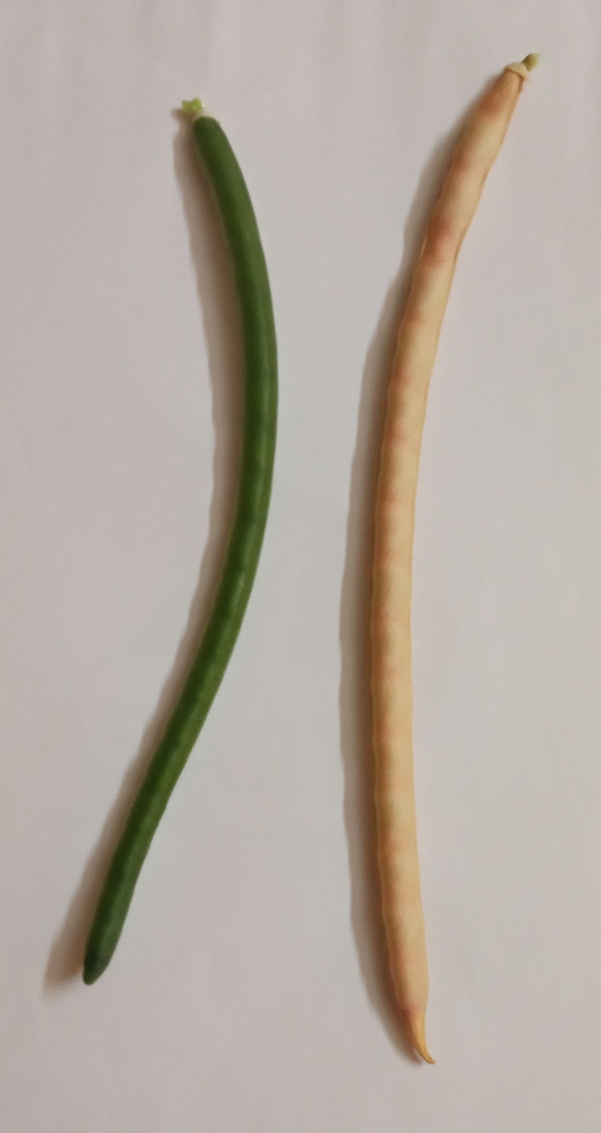 Pea fruit as seed bank - Johnson's Horticulture