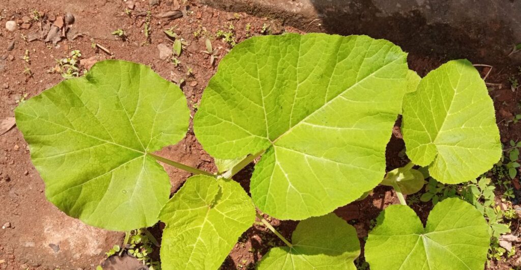 Pumpkin saplings - Johnson's Horticulture