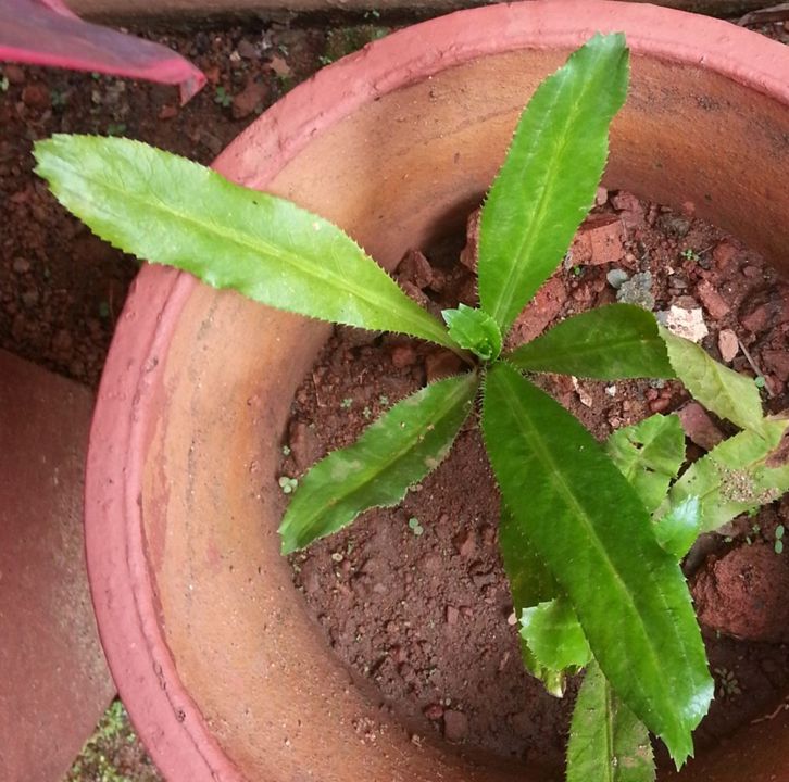 Mexican coriander - Johnson's Horticulture