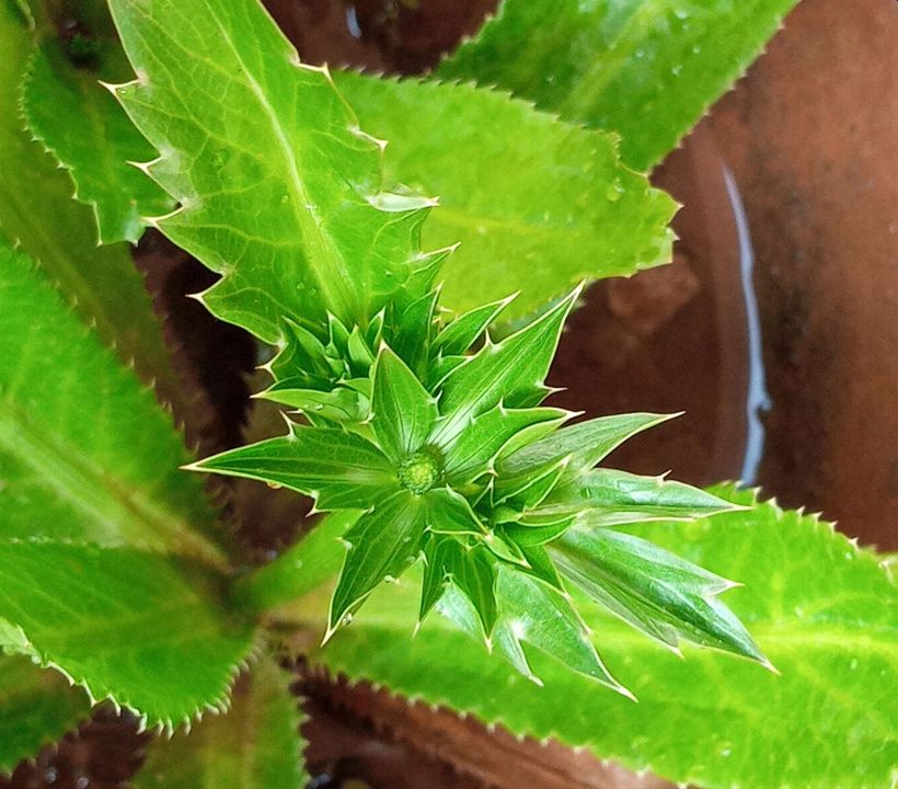 Mexican coriander - Johnson's Horticulture