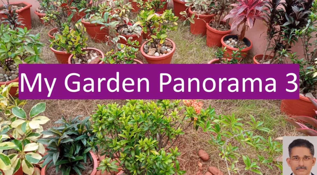 My garden panorama 3 - Johnson's Horticulture