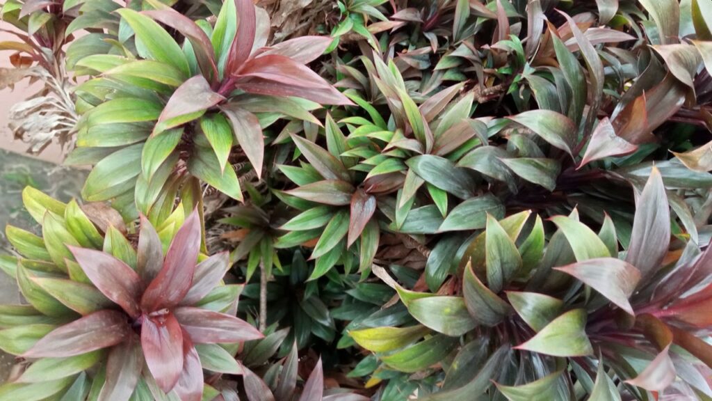 Cordyline or Ti Plant - Johnson's Horticulture
