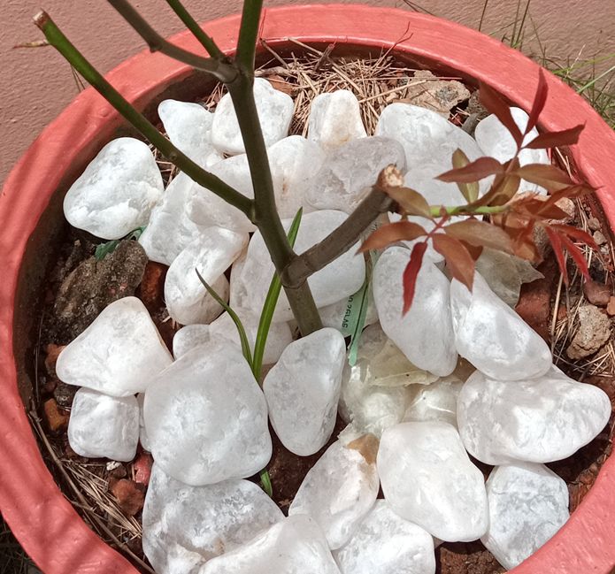 New rose plants - Johnson's Horticulture