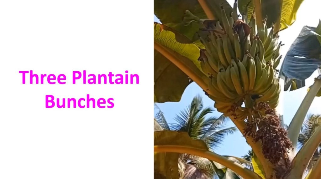 Tissue Culture Plantain: Resounding Success Story! - Johnson's Horticulture