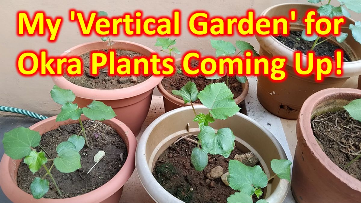 My 'Vertical Garden' for Okra Plants Coming Up! - Johnson's Horticulture