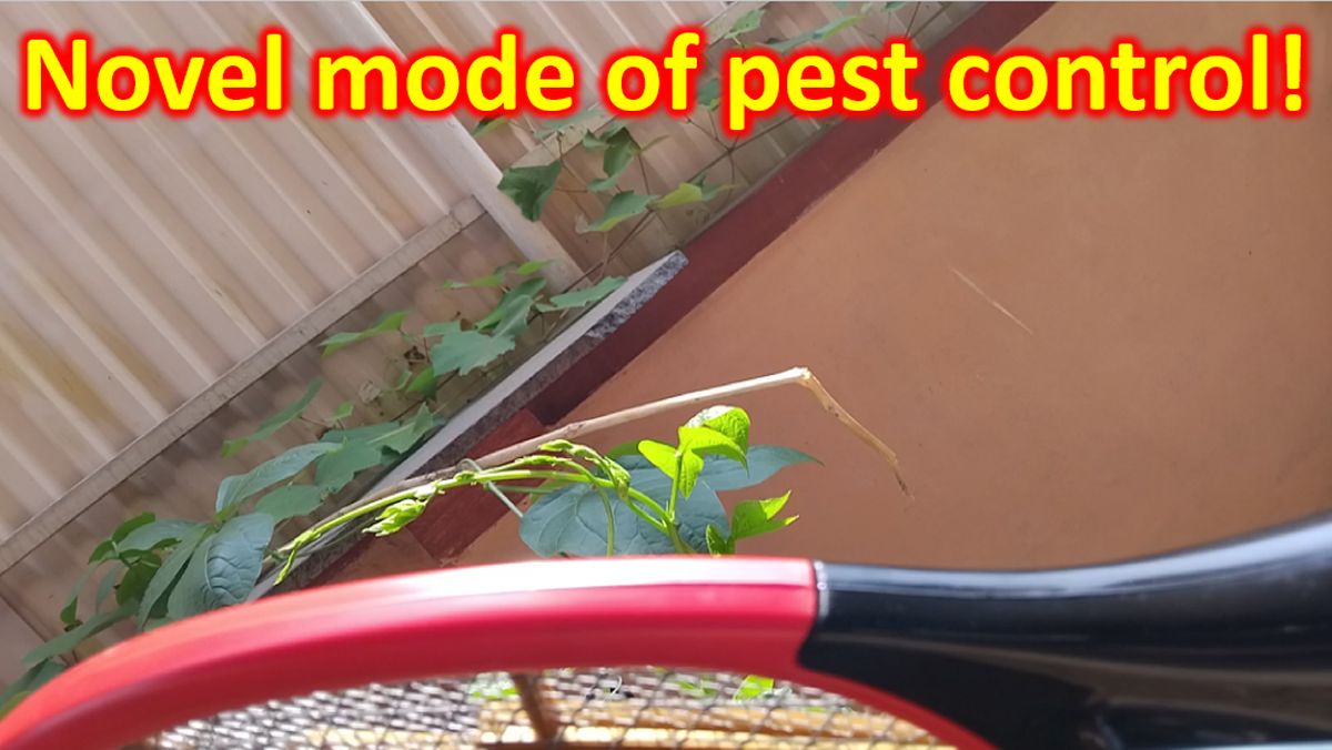 Novel mode of pest control! - Johnson's Horticulture