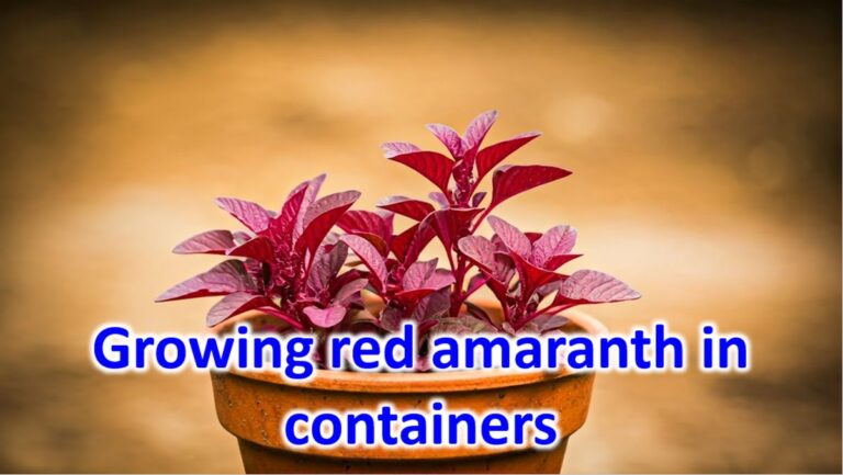 Growing red amaranth in containers - Johnson's Horticulture