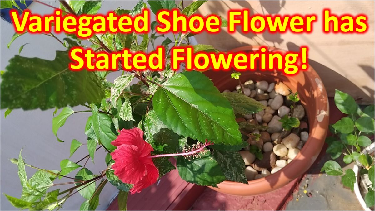Variegated Shoe Flower has Started Flowering! - Johnson's Horticulture