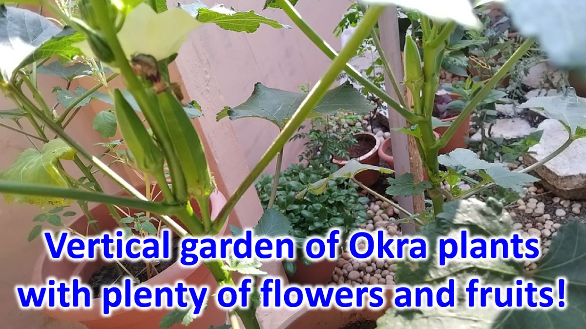 Vertical garden of Okra plants with plenty of flowers and fruits ...