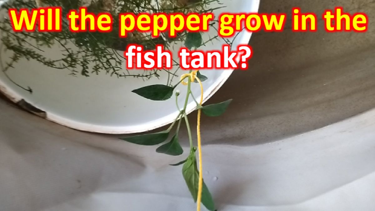 Will the pepper grow in the fish tank? - Johnson's Horticulture
