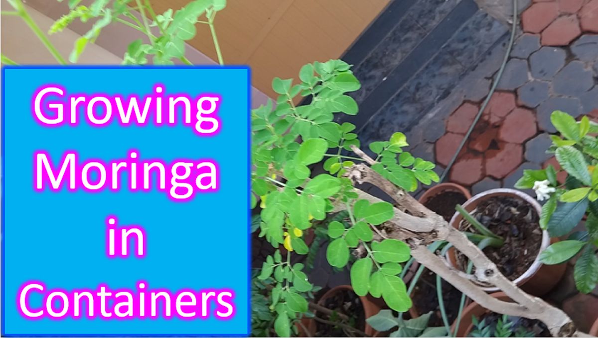 Growing Moringa in Containers - Johnson's Horticulture